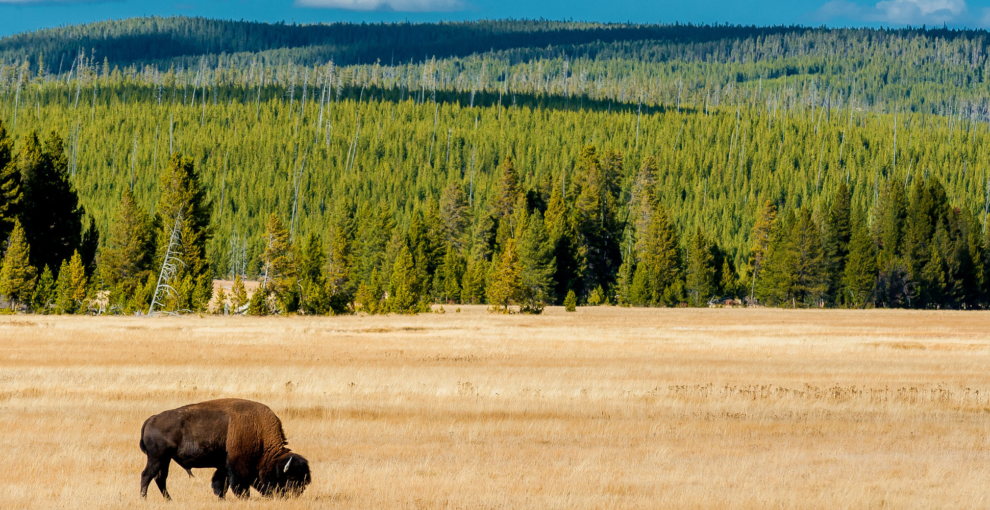 Bison in Yellowstone National Park - Off the Beaten Path Bison in Yellowstone National Park - Off the Beaten Path